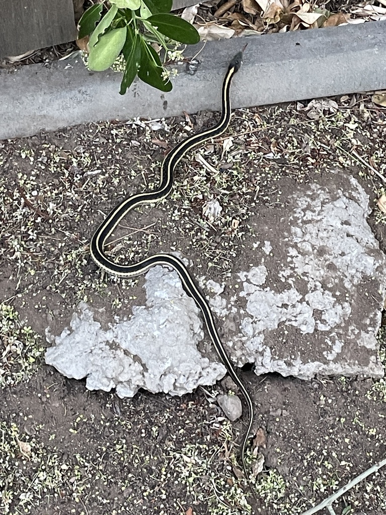 Mountain Garter Snake from Washington St, Reno, NV, US on August 16 ...