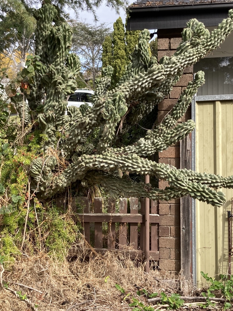 tree cholla from Quirk Reserve, Bradbury, NSW, AU on August 16, 2023 at ...