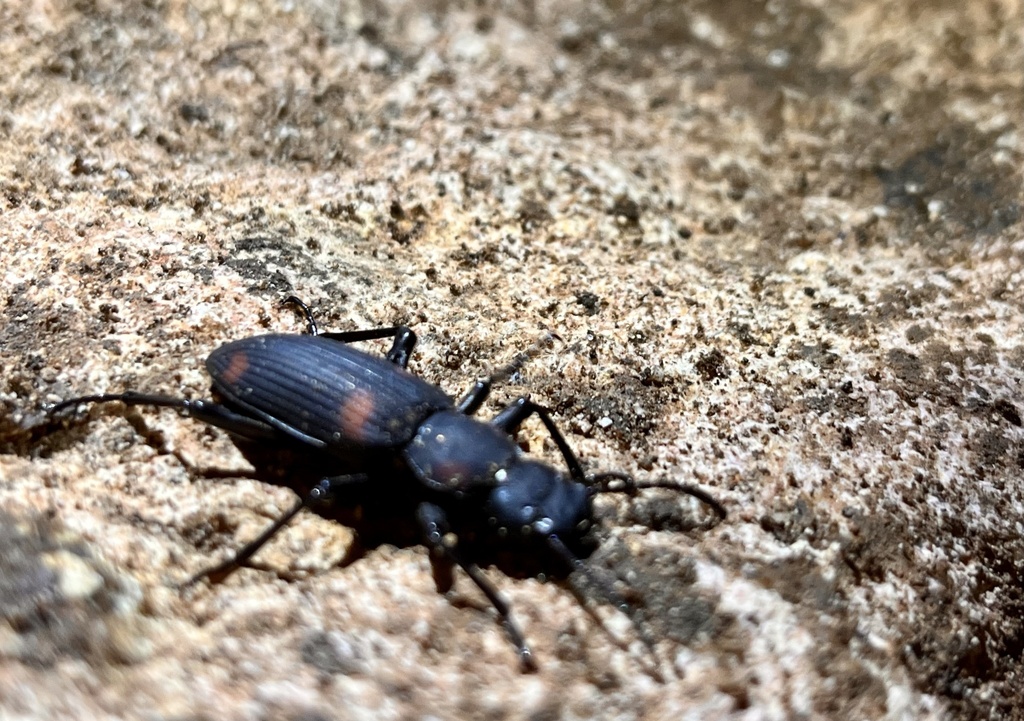 Zophobas signatus from Tekax, Yuc., MX on August 12, 2023 at 12:47 PM ...