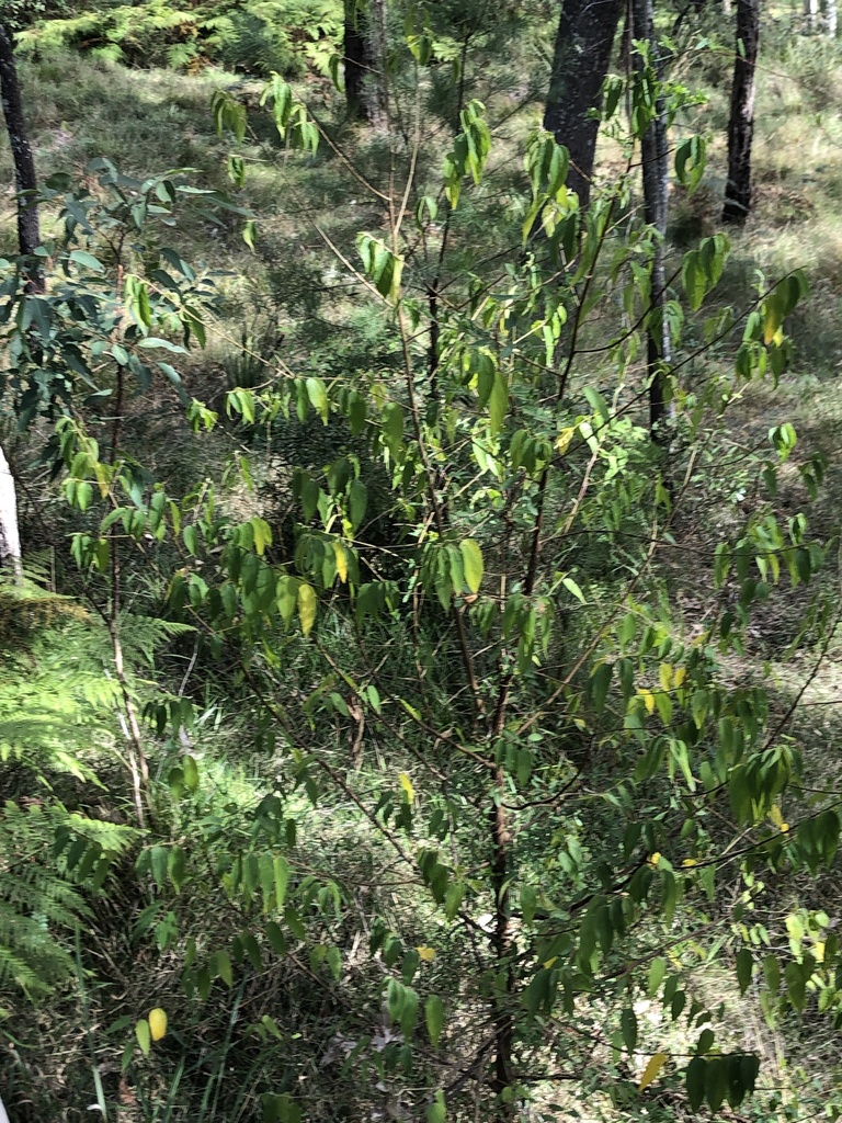 Nettle Tree from Annangrove, NSW, AU on August 17, 2023 at 12:44 PM by ...