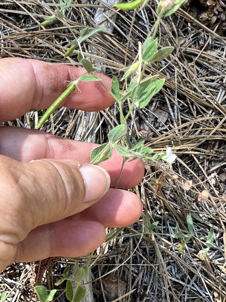 Spanish clover from Calaveras Big Trees State Park, Long Barn, CA, US ...