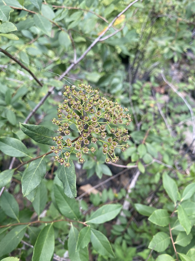 Virginia Meadowsweet in August 2023 by Zach Irick · iNaturalist