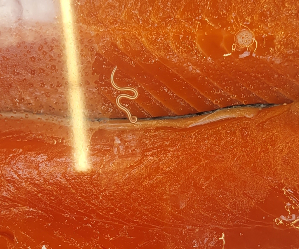 Anisakidae from North Industrial, Woodinville, WA, USA on August 16 ...