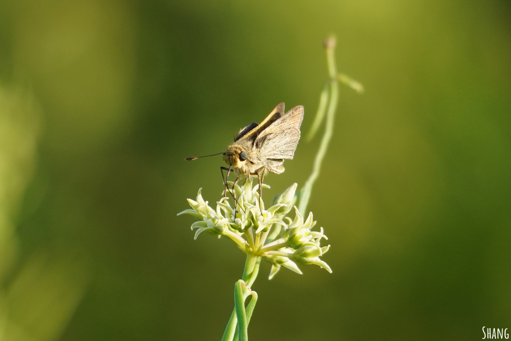Obscure Skipper from Galveston, TX, USA on August 15, 2023 at 09:01 AM ...