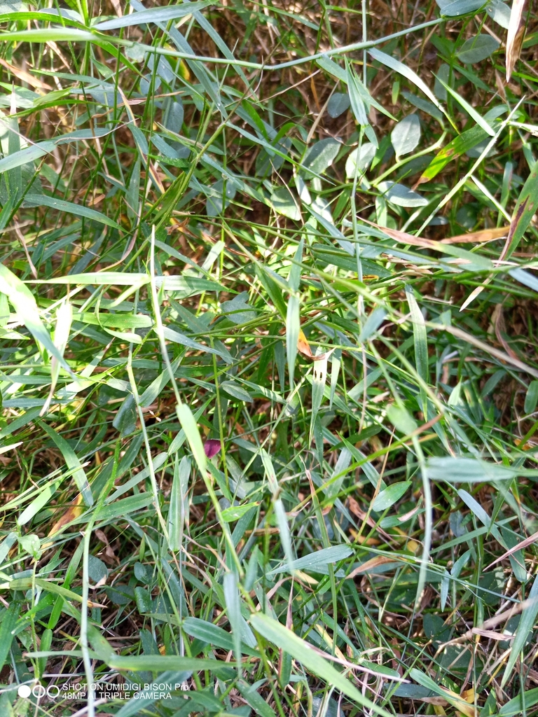 grasses from East Deep Creek QLD 4570, Australia on August 17, 2023 at ...