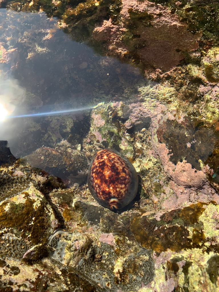Humpback Cowry from Eastern, National Park of American Samoa, AS on ...