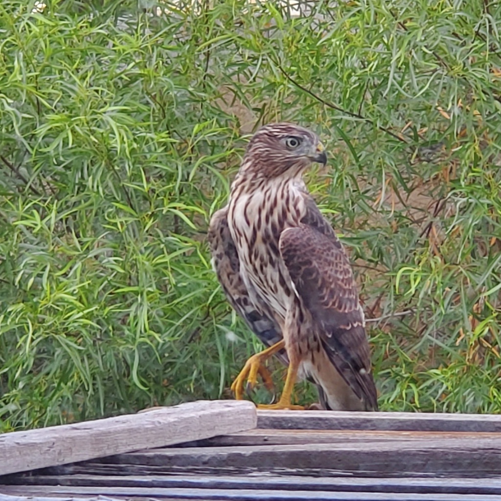 Cooper's Hawk from E Calle Redonda, Phoenix, AZ, US on August 15, 2023 ...