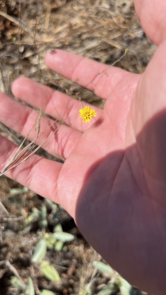 Lessingia pectinata pectinata from Santa Maria, CA, US on August 15 ...