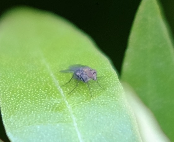 Brachyceran Flies from Forest Grove, OR 97116, USA on August 16, 2023 ...