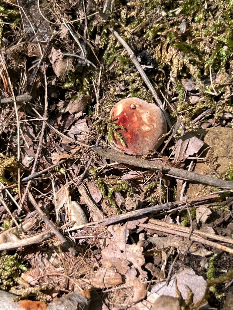 Neoboletus from Albert Johnson Rd, Nashville, IN, US on August 16, 2023 ...