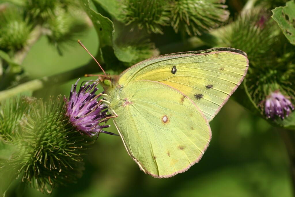 Orange Sulphur from Point Pelee National Park, Essex County, ON, Canada ...