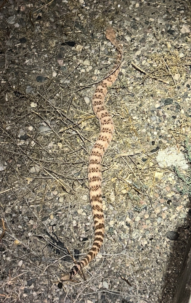 Southwestern Speckled Rattlesnake in August 2023 by Eric Hough ...