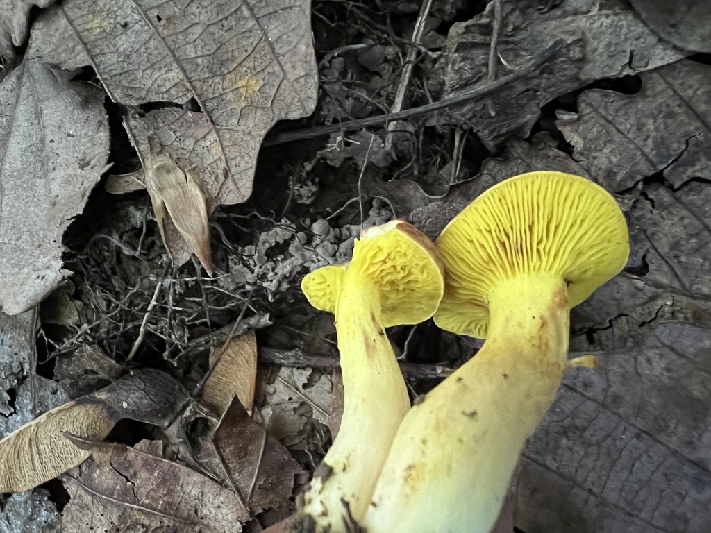 Phylloporus bellus from Nineveh, IN, US on August 16, 2023 at 07:00 PM ...
