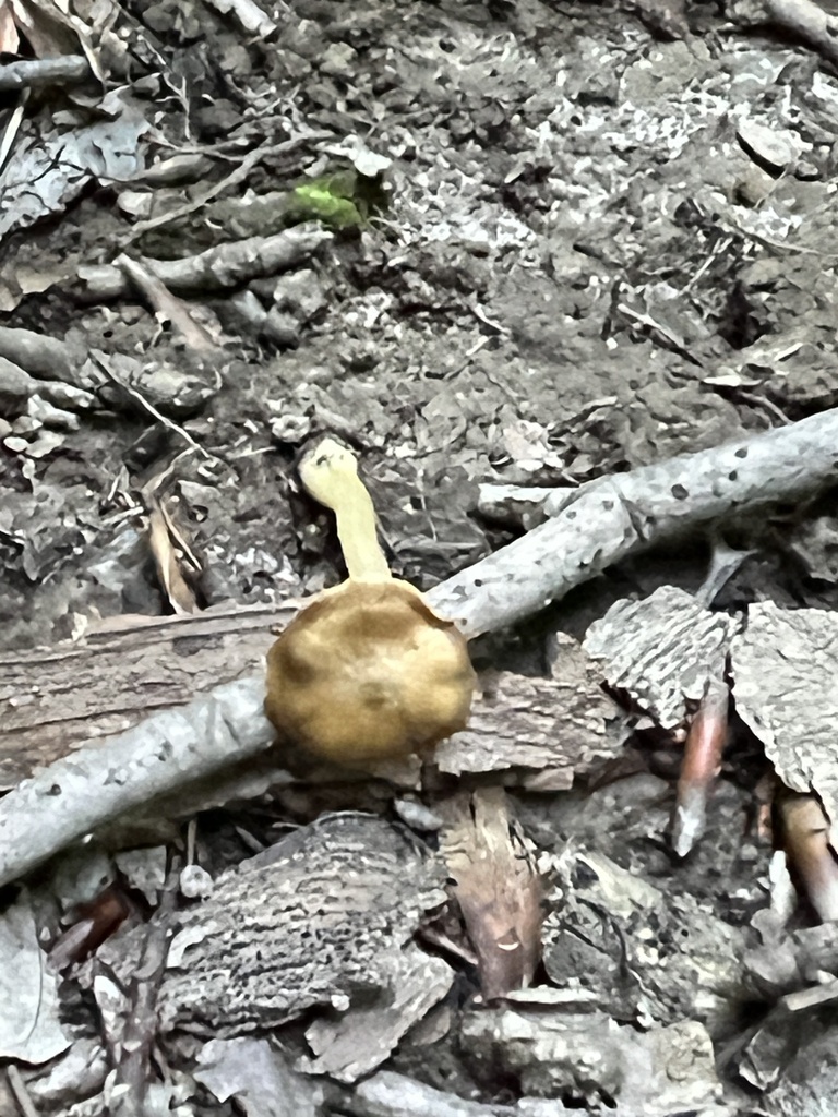 Inosperma from Nineveh, IN, US on August 16, 2023 at 07:10 PM by Brian ...