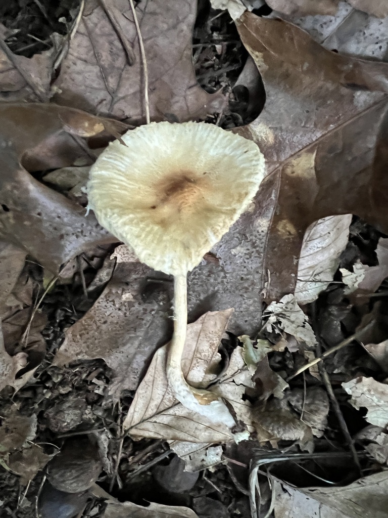 Shield Dapperling from Mount Moriah Rd, Nineveh, IN, US on August 16 ...