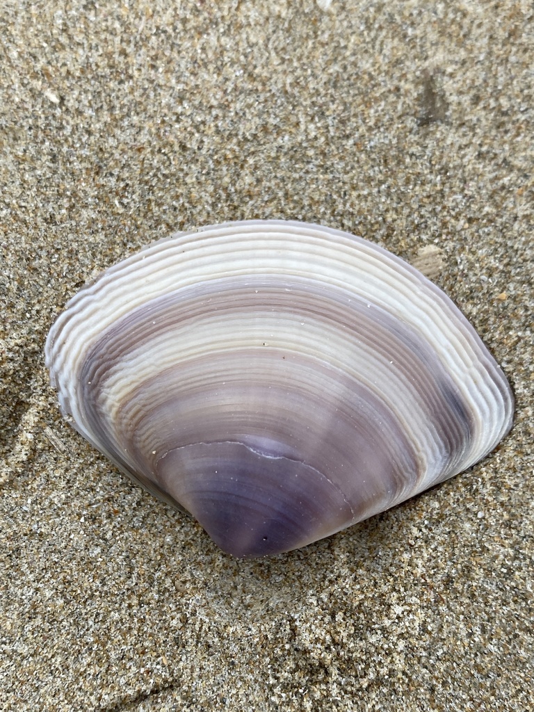 Contrary Mactra from North Wall Beach, Coffs Harbour, NSW, AU on August ...