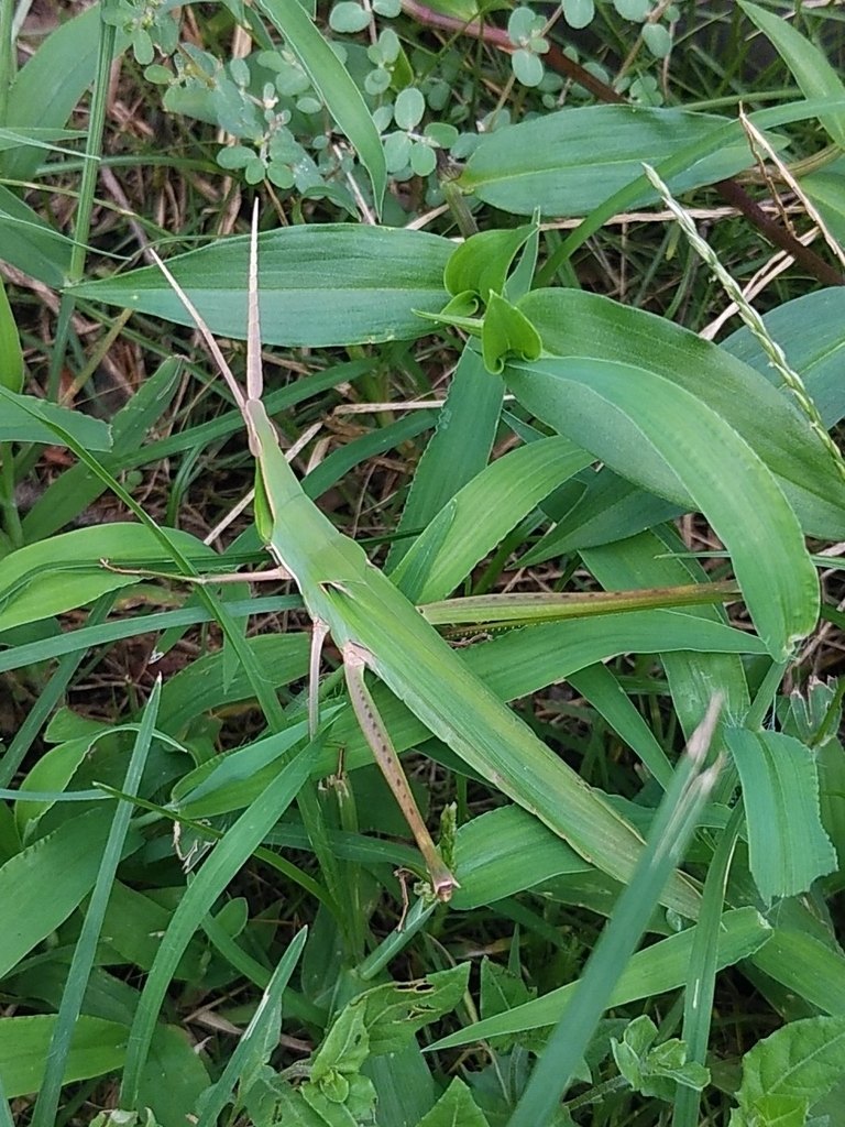 Oriental Longheaded Locust in August 2023 by hoshi-mokyu · iNaturalist