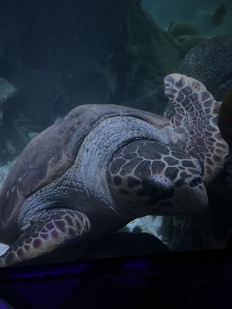 Loggerhead Sea Turtle from Sea Life, Sydney, NSW, AU on August 17, 2023 ...