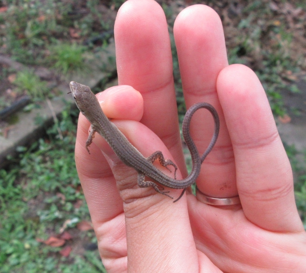 Japanese Grass Lizard from 994 Mikuriya, Daisen, Saihaku District ...