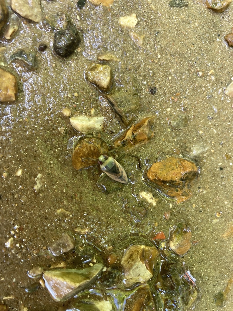 Greater Water Boatman from Park Ward, Watford, England, GB on August 16 ...