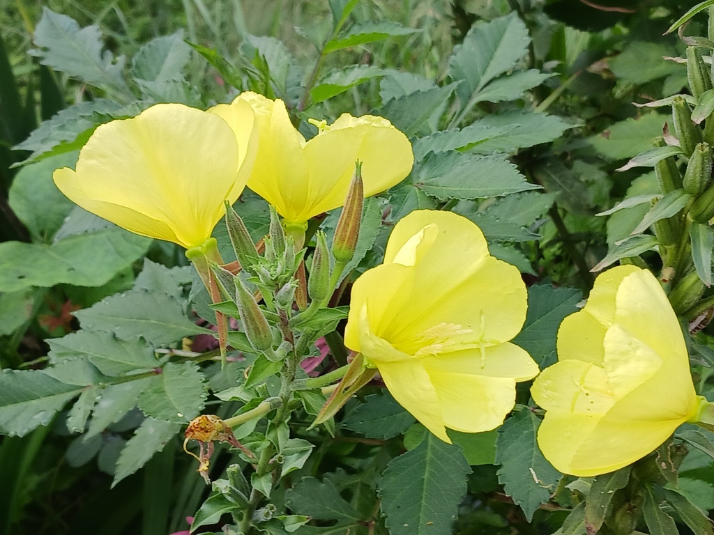 flowering plants from Kausani, District Almora, Uttarakhand 263639 ...