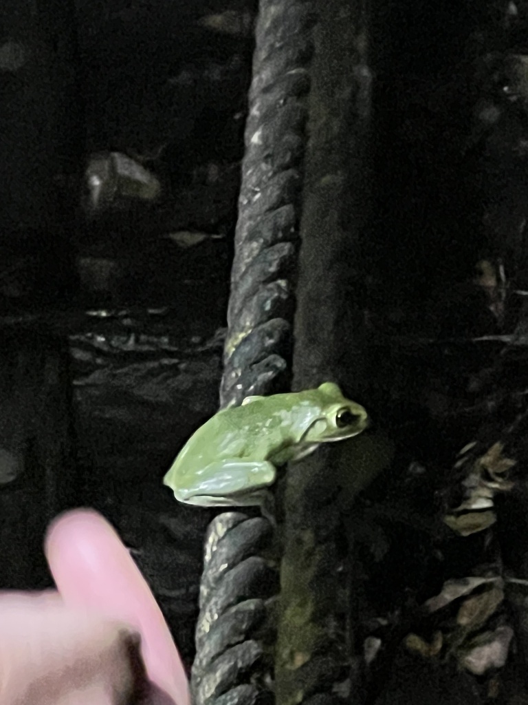 Okinawa Green Tree Frog in July 2023 by franfauna · iNaturalist