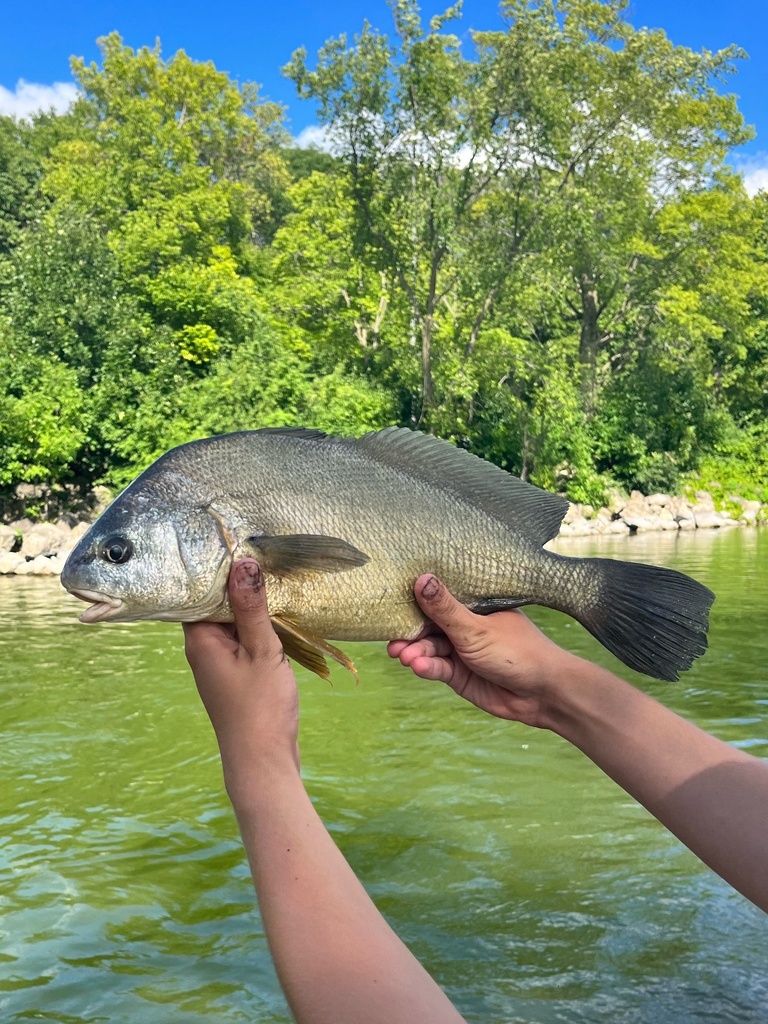 Freshwater Drum from Yahara River, Madison, WI, US on August 1, 2022 at ...