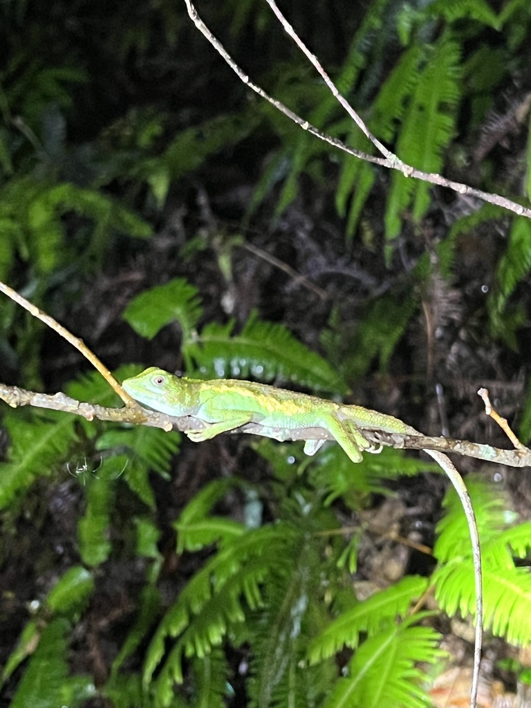 Diploderma polygonatum polygonatum in July 2023 by godlove · iNaturalist