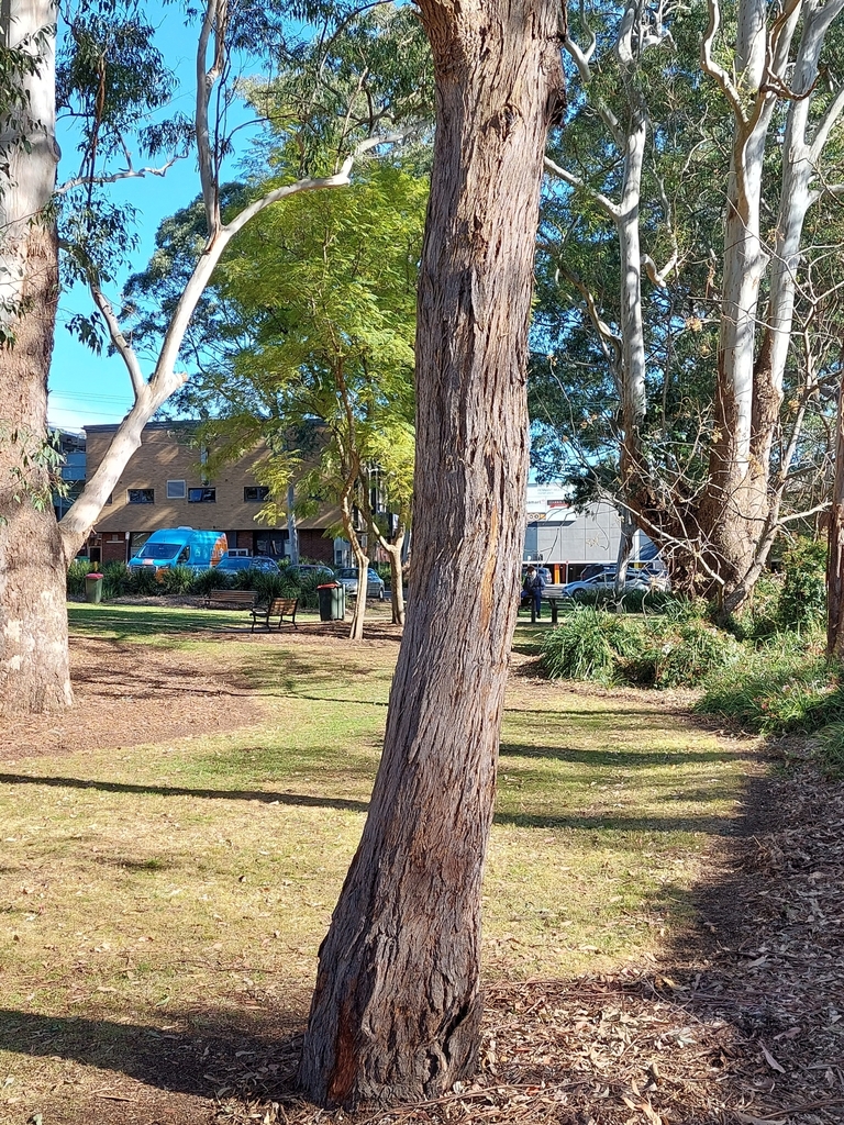 broad-leaved stringybark from Pennant Hills NSW 2120, Australia on ...