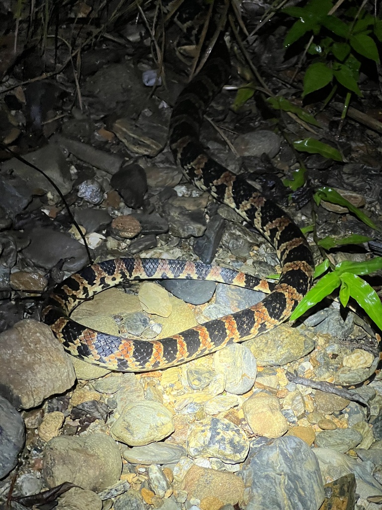 Loo-Choo Big-tooth Snake in July 2023 by godlove · iNaturalist