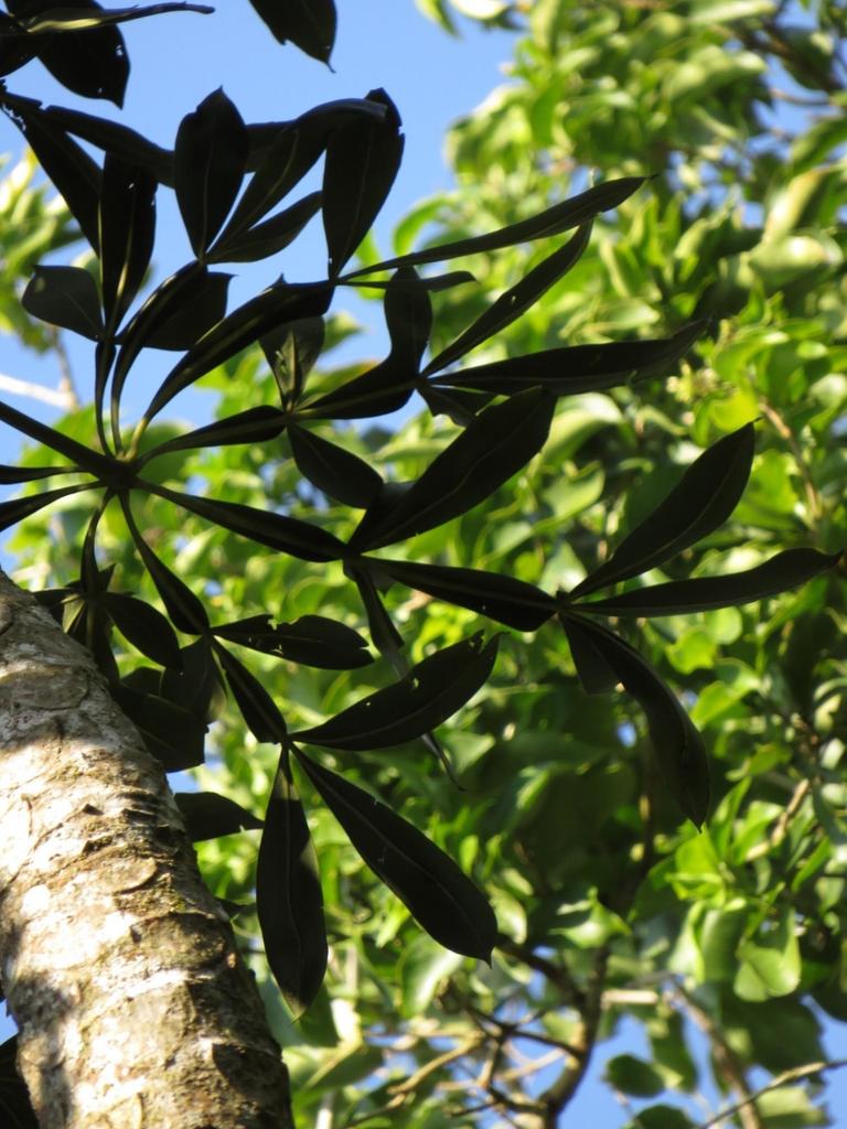 Natal forest cabbage tree (Pezula Nature Retreat - Non-local Indigenous ...