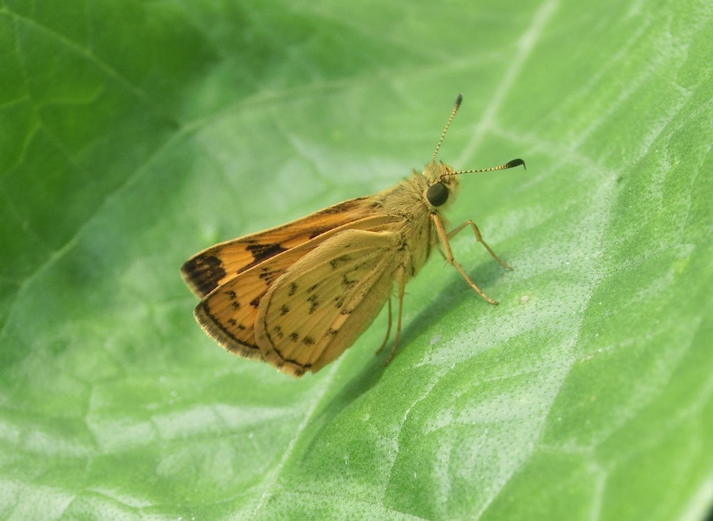 Chinese Dart from 台灣雲林縣 on August 17, 2023 at 09:19 AM by r88621108 ...