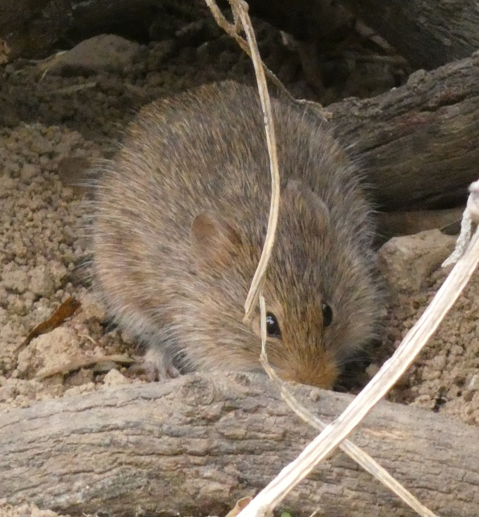 Yellow-nosed Cotton Rat from Santa Rita Lodge on February 19, 2023 at ...
