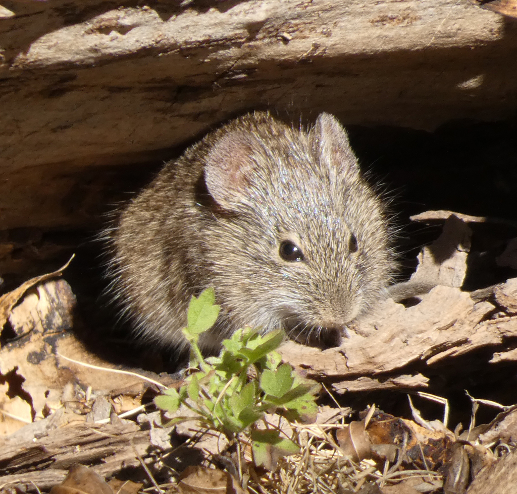 Arizona Cotton Rat from Patagonia Lake State Park Birding Trail on ...