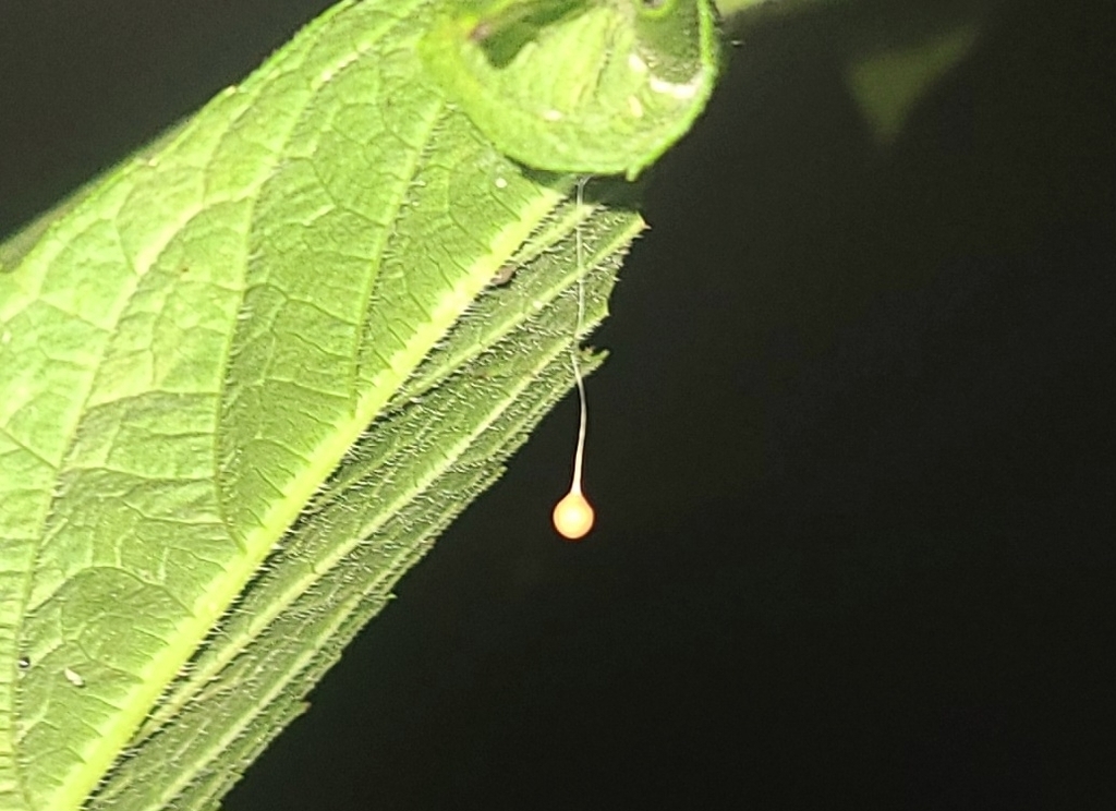Common Eastern Ray Spider from Township Rd 192, Ohio 43901, USA on ...