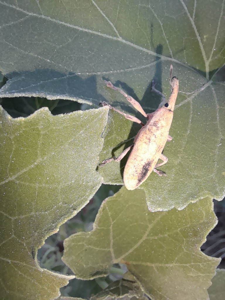 Elongated Bean Weevil from Seville, Spain on August 16, 2023 at 08:28 ...
