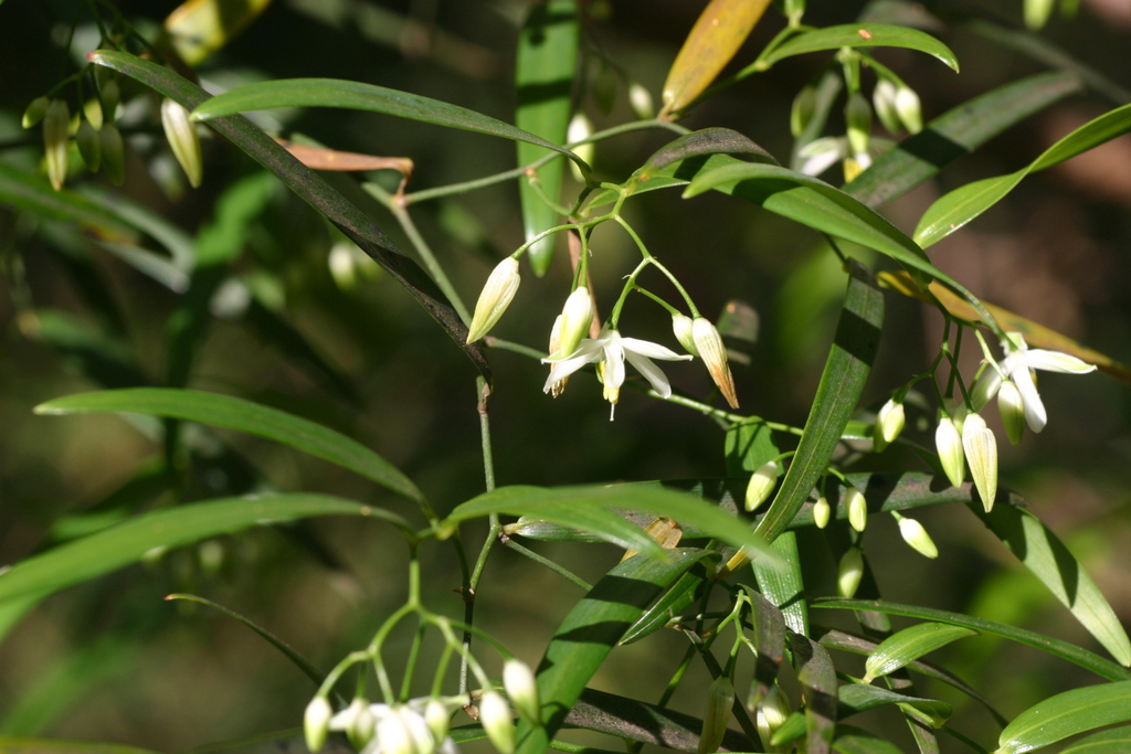 Climbing Lily from Mt Mathieson, Tarome QLD 4309, Australia on ...