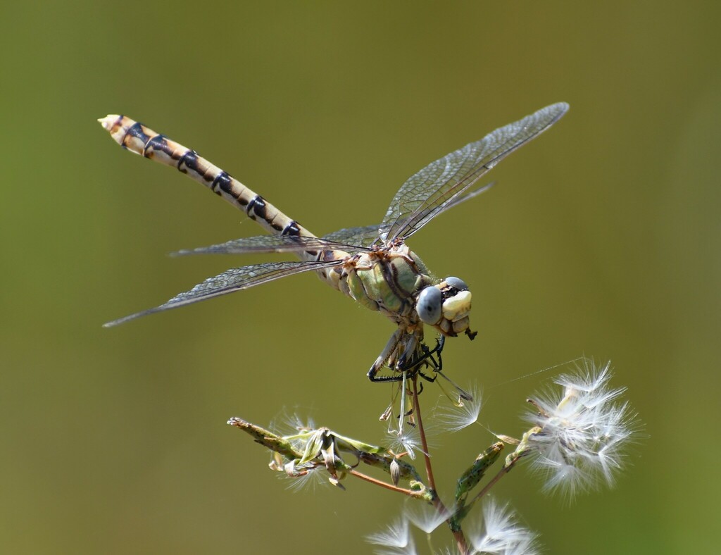 Sinuous Snaketail from Veterans Park, Boise, ID, USA on August 16, 2023 ...