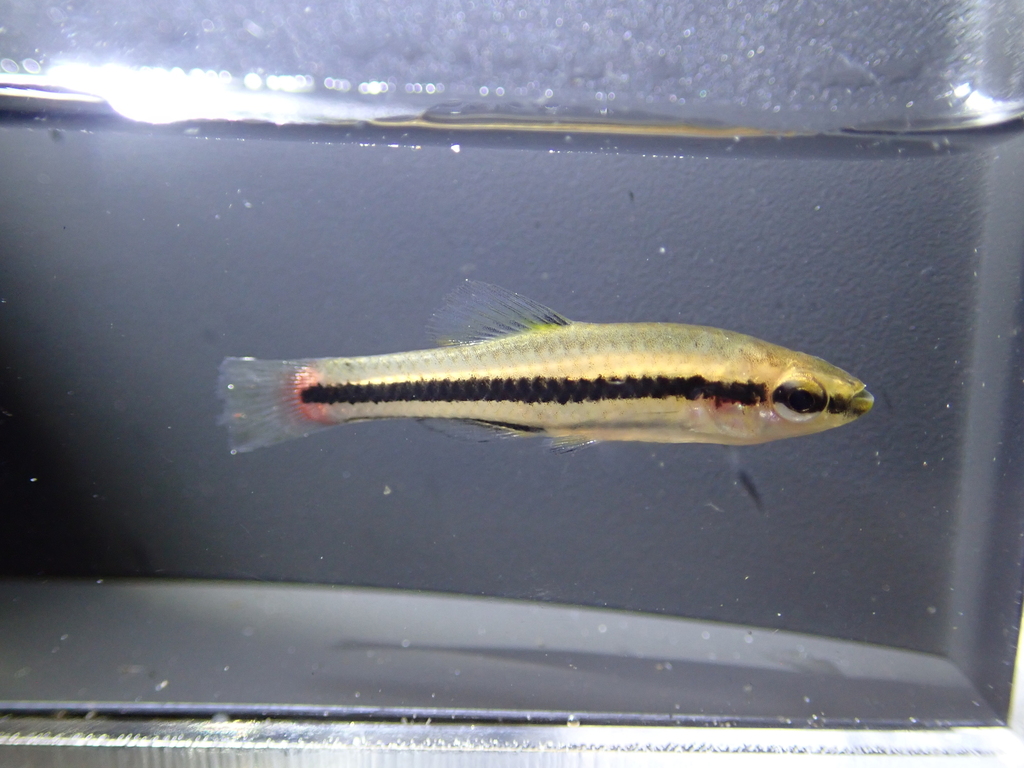 Bluefin Killifish from Glades County, FL, USA on March 31, 2021 at 01: ...