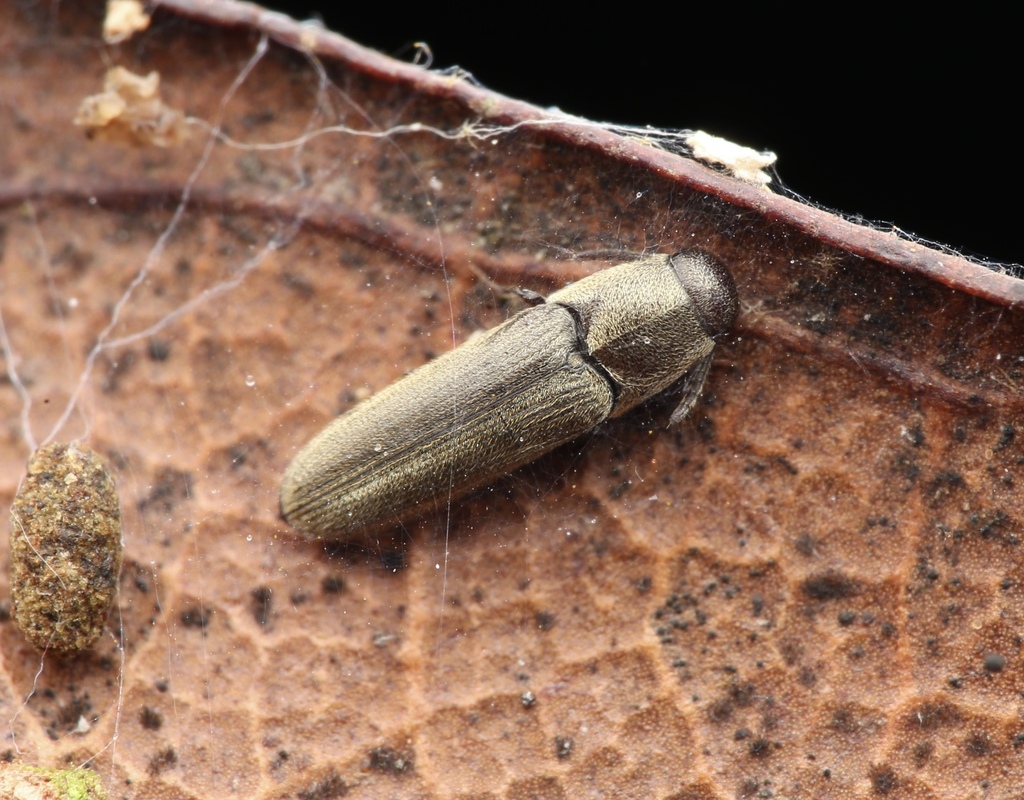Potergus from Singapore on March 12, 2022 at 03:31 PM by Joshua Wong ...