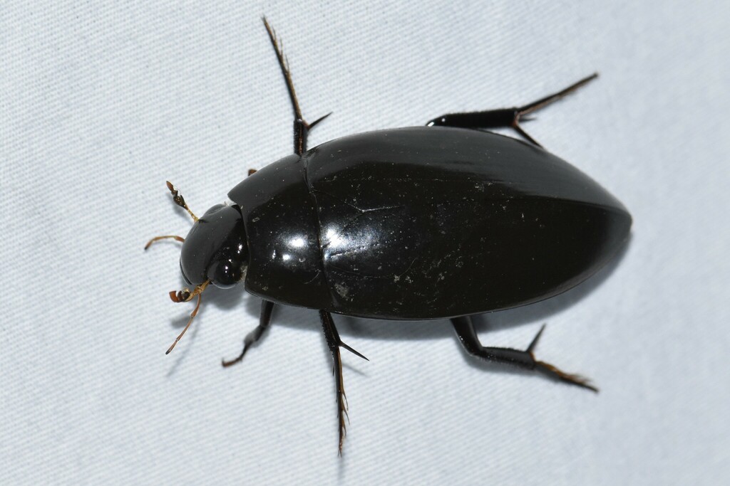 Hydrophilus from Nash Prairie, Brazoria County, TX, USA on August 11 ...