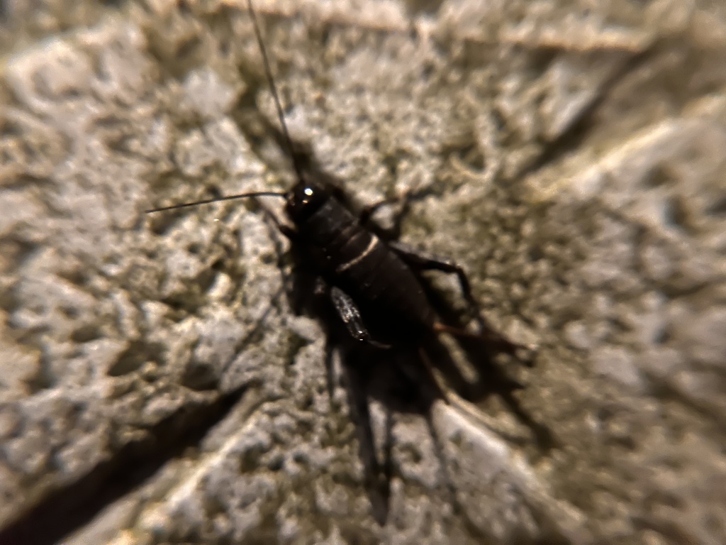 Emma Field Cricket from Fuji-Hakone-Izu National Park, Fujikawaguchiko ...