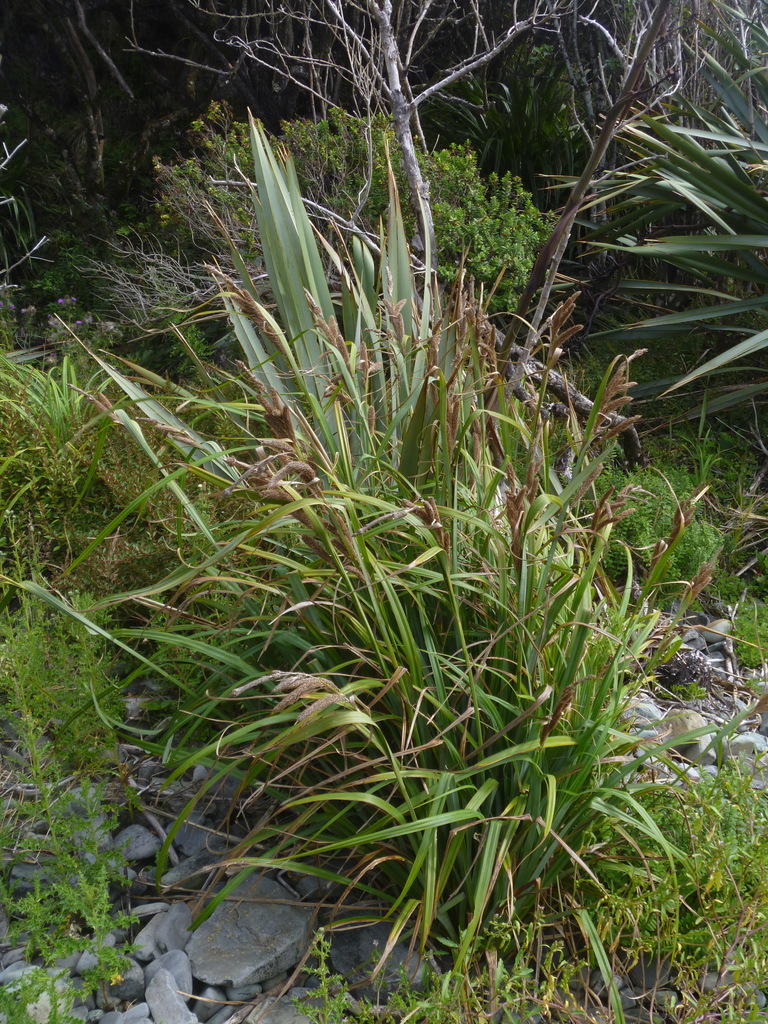 Sword Grass from Clutha, NZ-OT, NZ on February 7, 2019 at 11:18 AM by ...