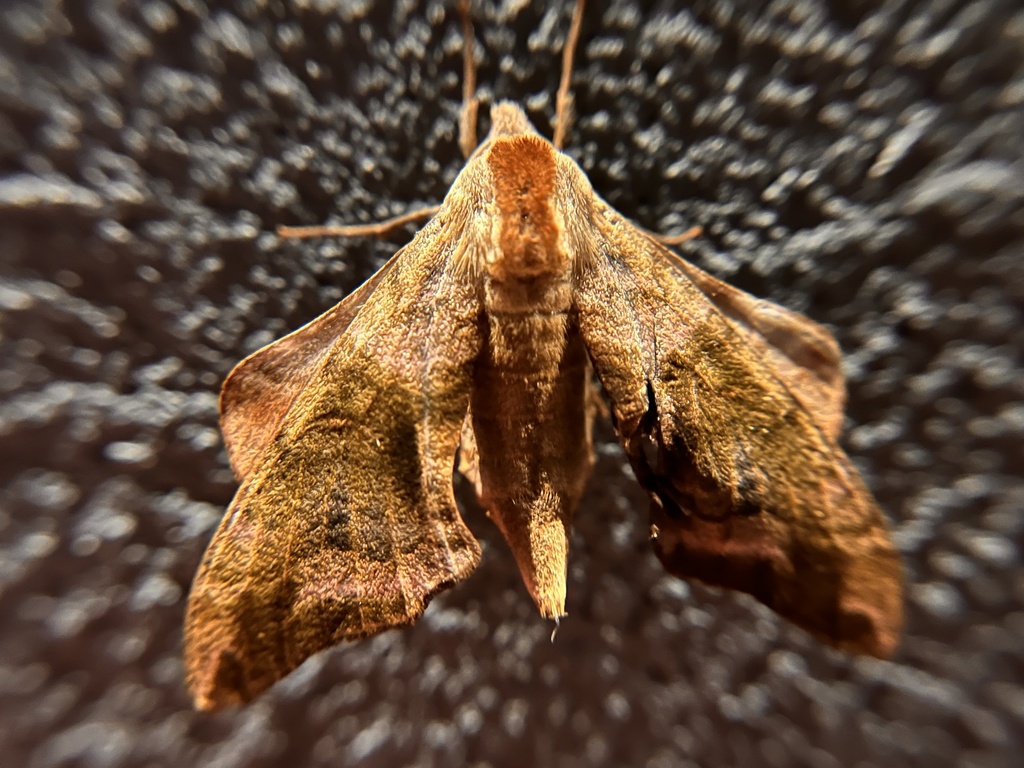 Sphinx Moths from Fuji-Hakone-Izu National Park, Fujikawaguchiko ...