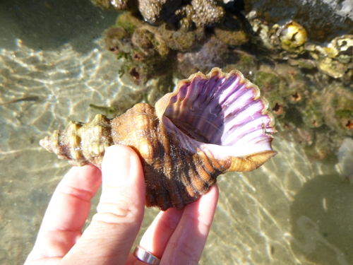 Observations by auseco · iNaturalist