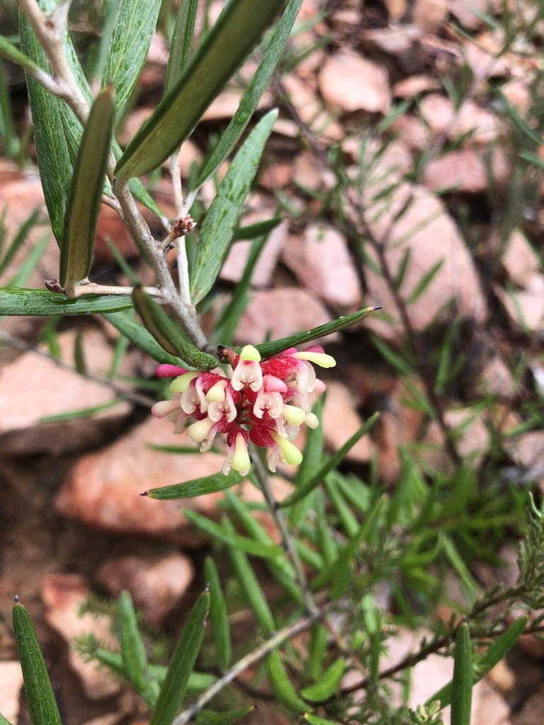 Grevillea aspera from Vulkathunha-Gammon Ranges National Park, Gammon ...