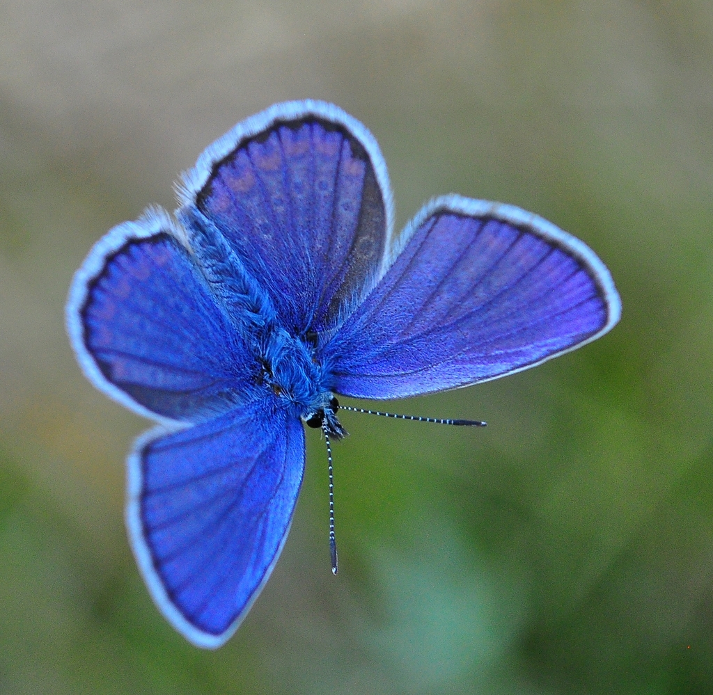 Reverdin's Blue from 93158 Teublitz, Deutschland on August 16, 2023 at ...