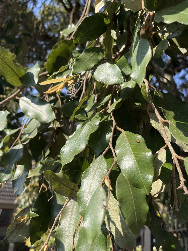 Mobola Plum from Peace Street, Tzaneen, LP, ZA on August 17, 2023 at 08 ...