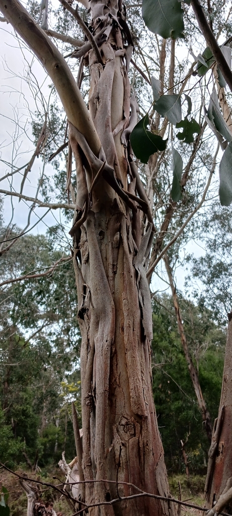 Swamp Gum from Yellingbo Nature Conservation Reserve on August 17, 2023 ...
