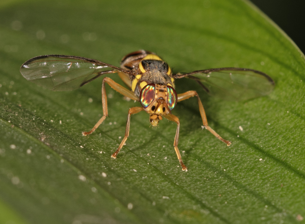 Oriental Fruit Fly from Tanglin, Singapore on August 11, 2023 at 03:16 ...